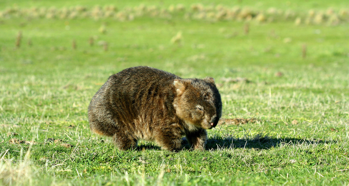 Wombat Life Cycle