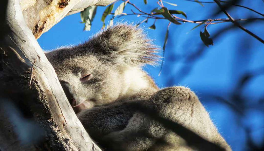 Five Myths About Koalas - Swain Destinations Travel Blog
